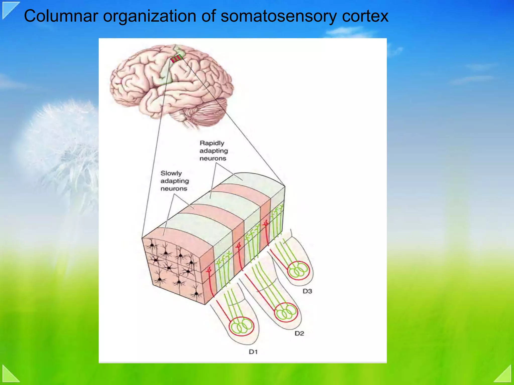 07b posterior association cortex | PDF