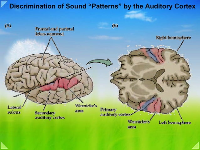 07b posterior association cortex | PDF