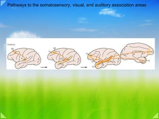 07b posterior association cortex | PDF