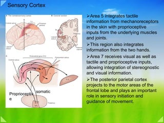 07b posterior association cortex | PDF