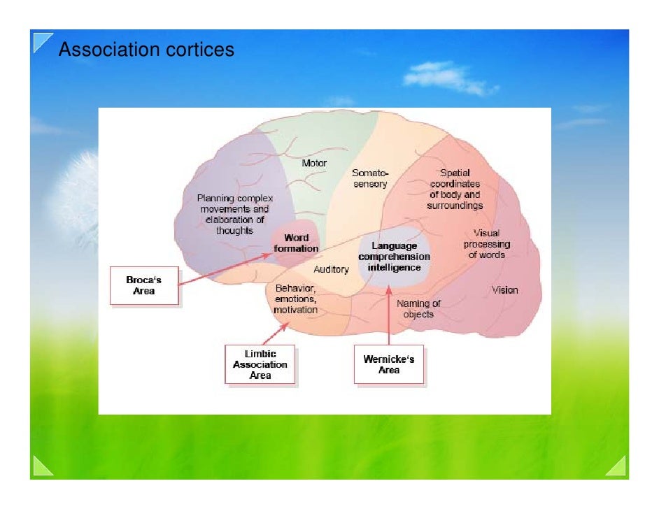 07b posterior association cortex