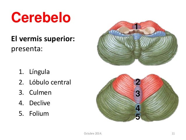 Cerebelo