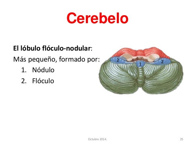 Cerebelo