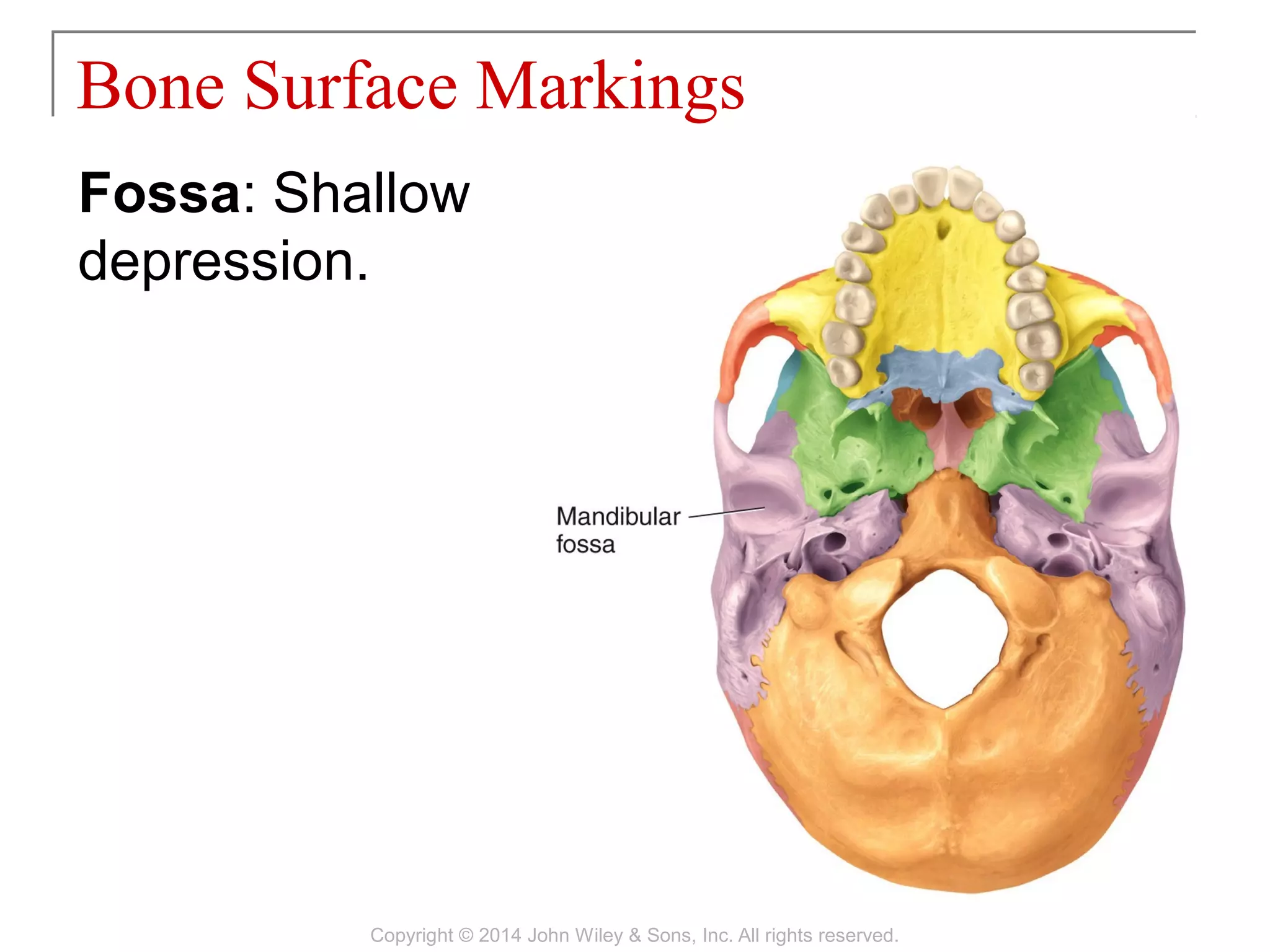 07 [chapter 7 the skeletal system the axial skeleton] | PPT