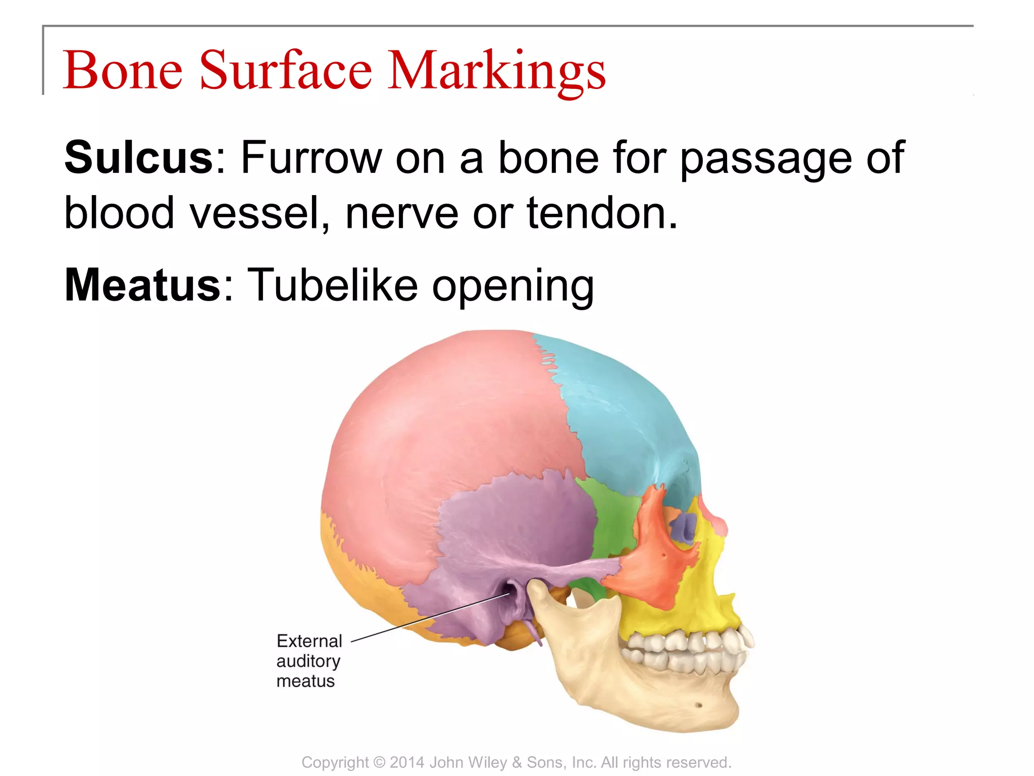 07 [chapter 7 the skeletal system the axial skeleton] | PPT