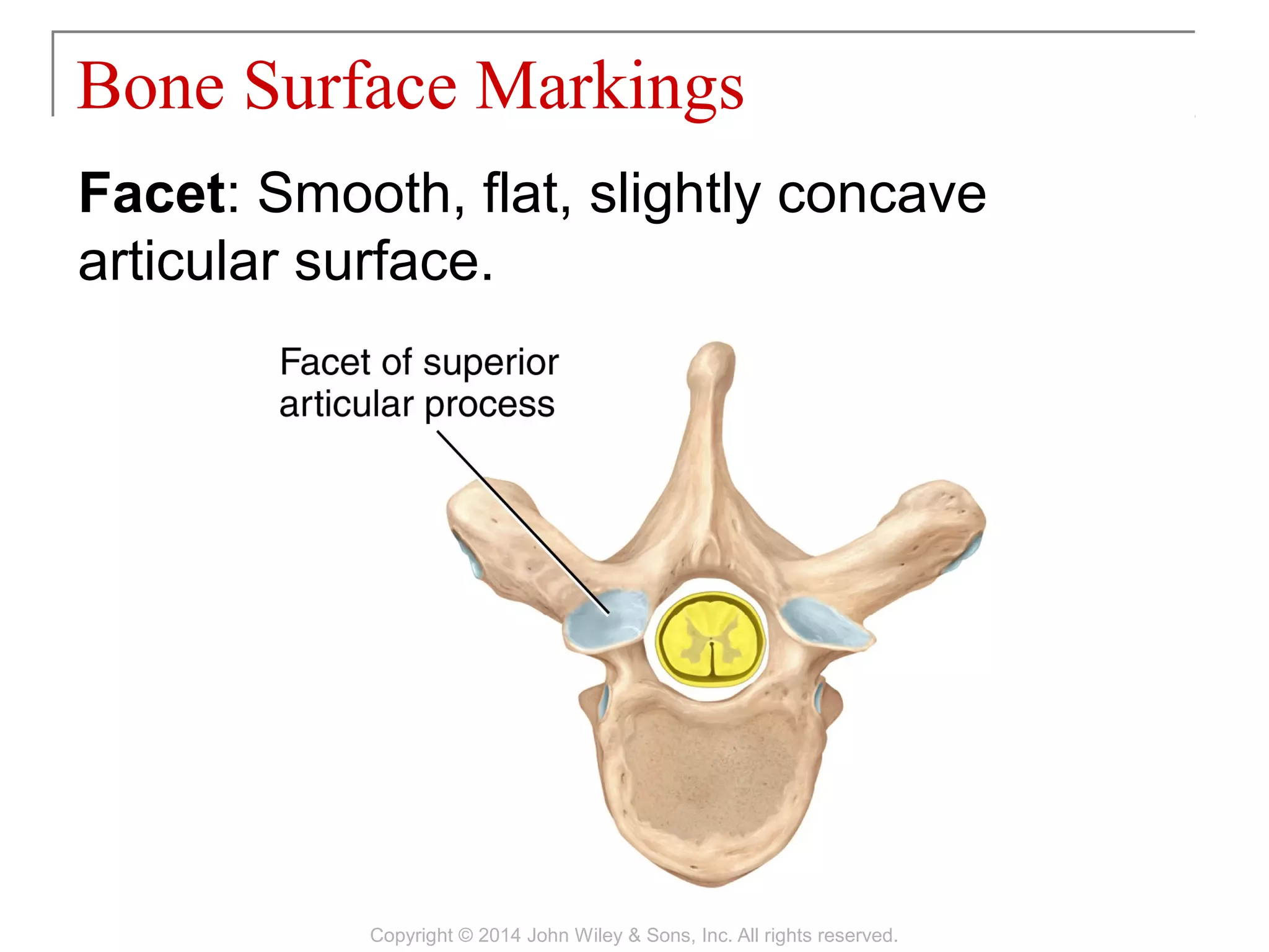 07 [chapter 7 the skeletal system the axial skeleton] | PPT