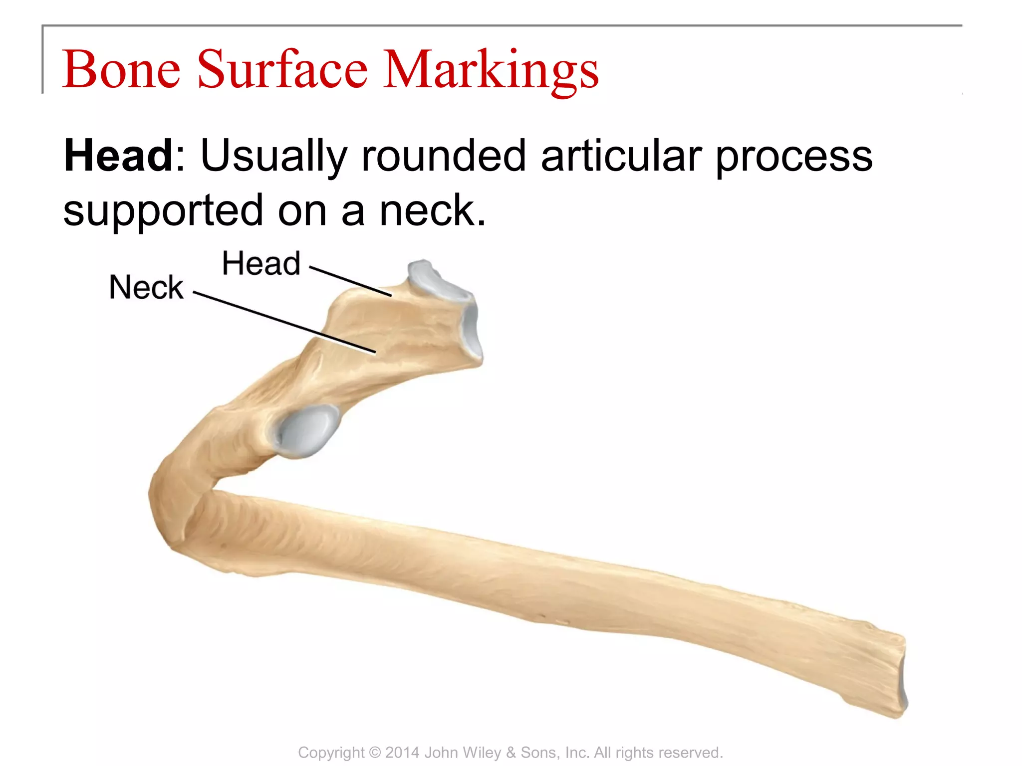 07 [chapter 7 the skeletal system the axial skeleton] | PPT