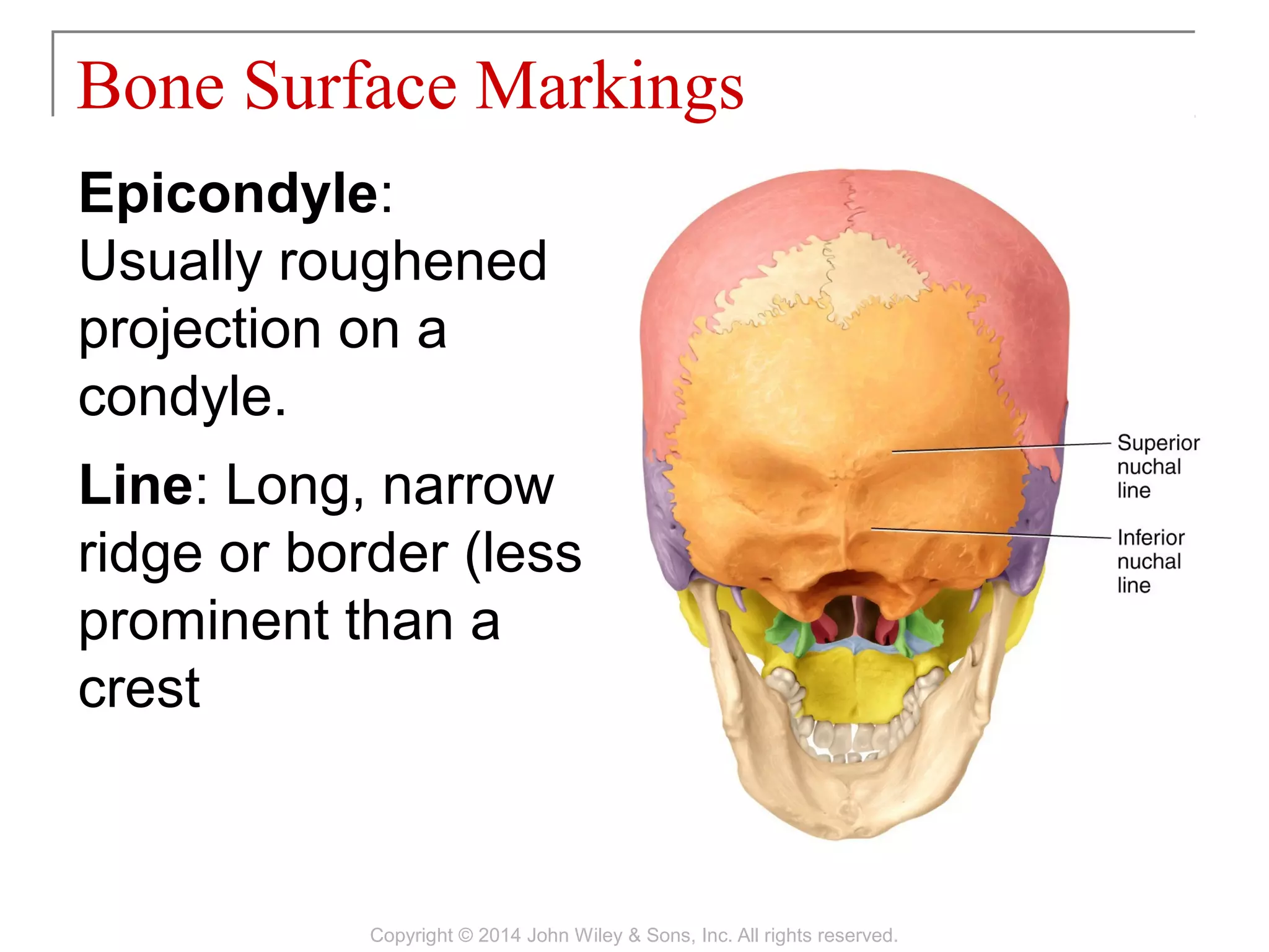 07 [chapter 7 the skeletal system the axial skeleton] | PPT