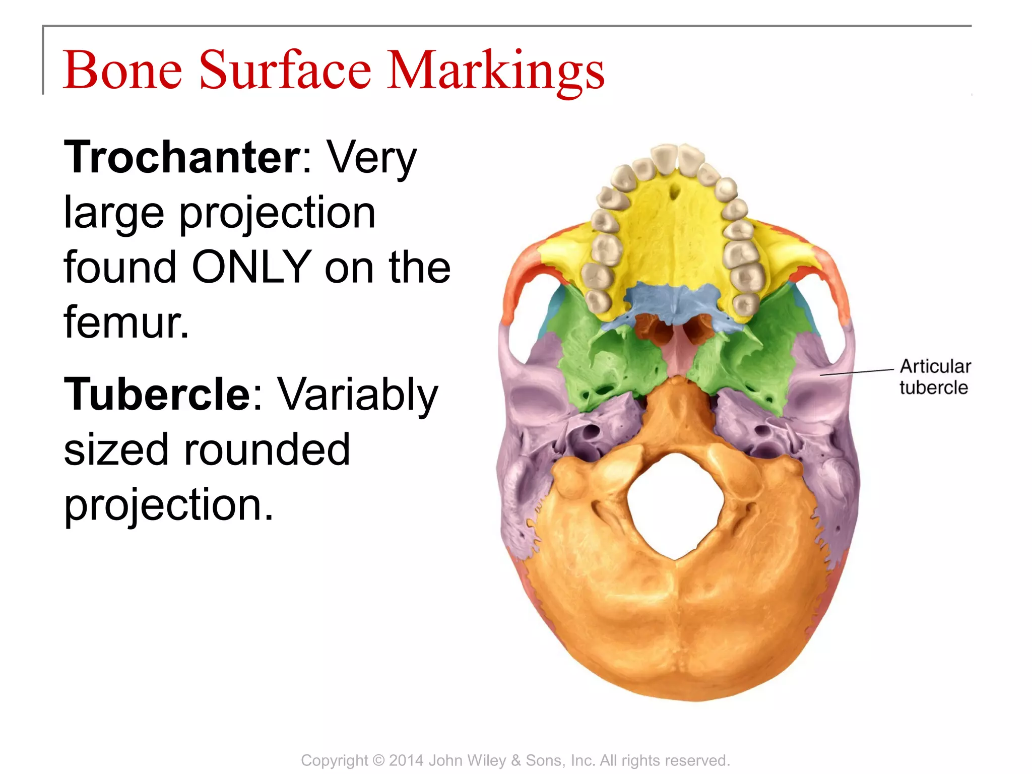07 [chapter 7 the skeletal system the axial skeleton] | PPT