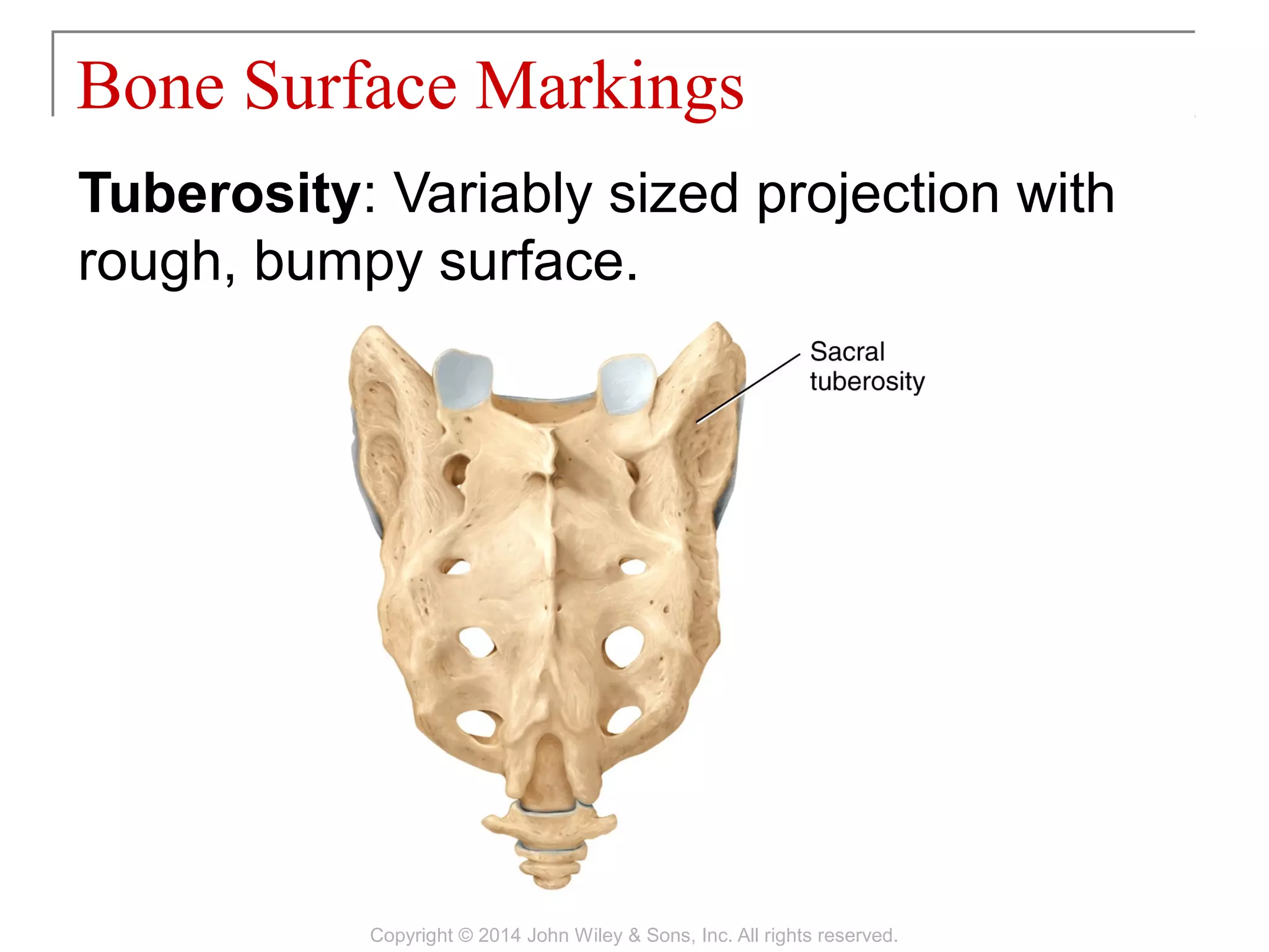 07 [chapter 7 the skeletal system the axial skeleton] | PPT