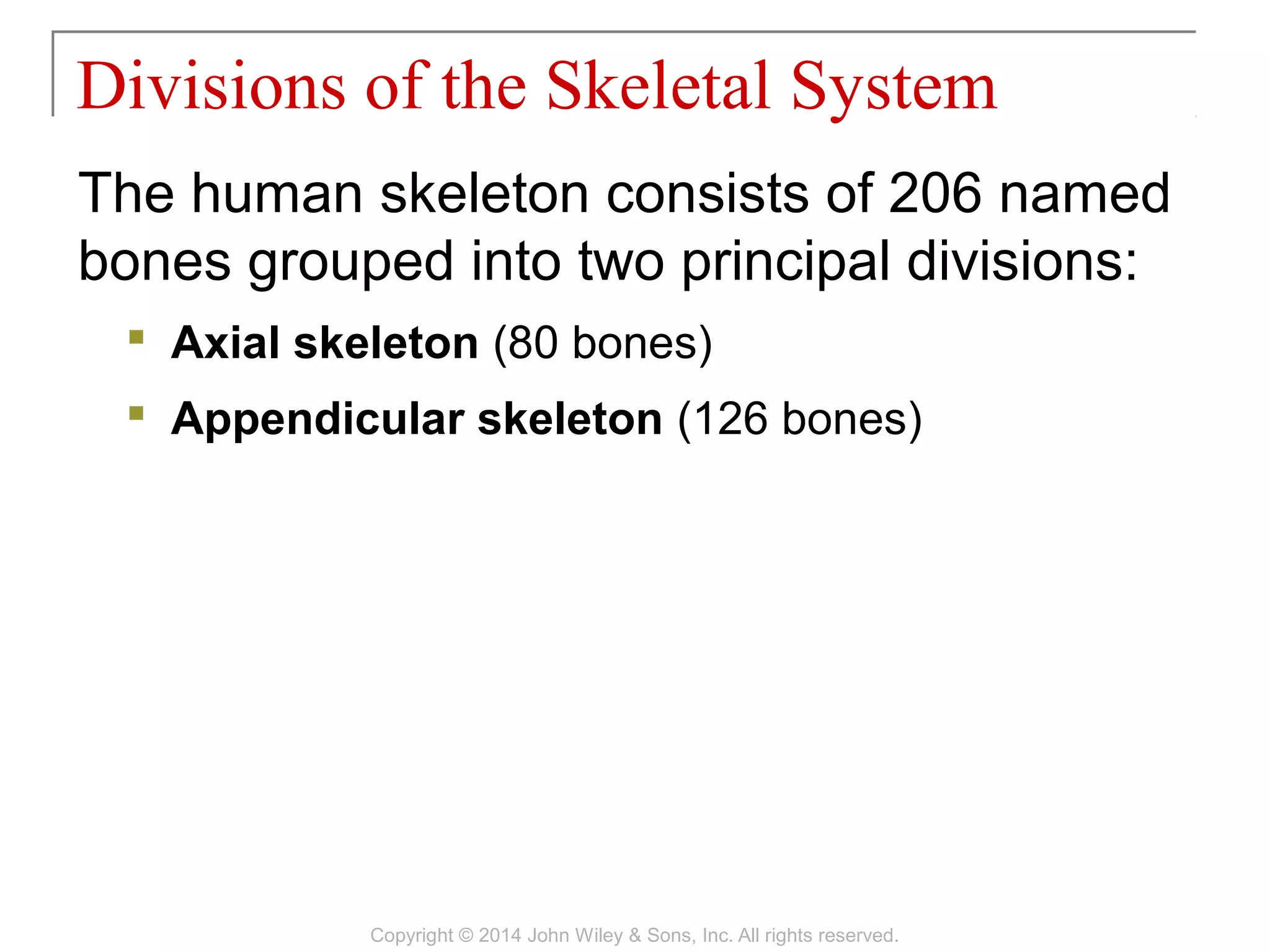 07 [chapter 7 the skeletal system the axial skeleton] | PPT