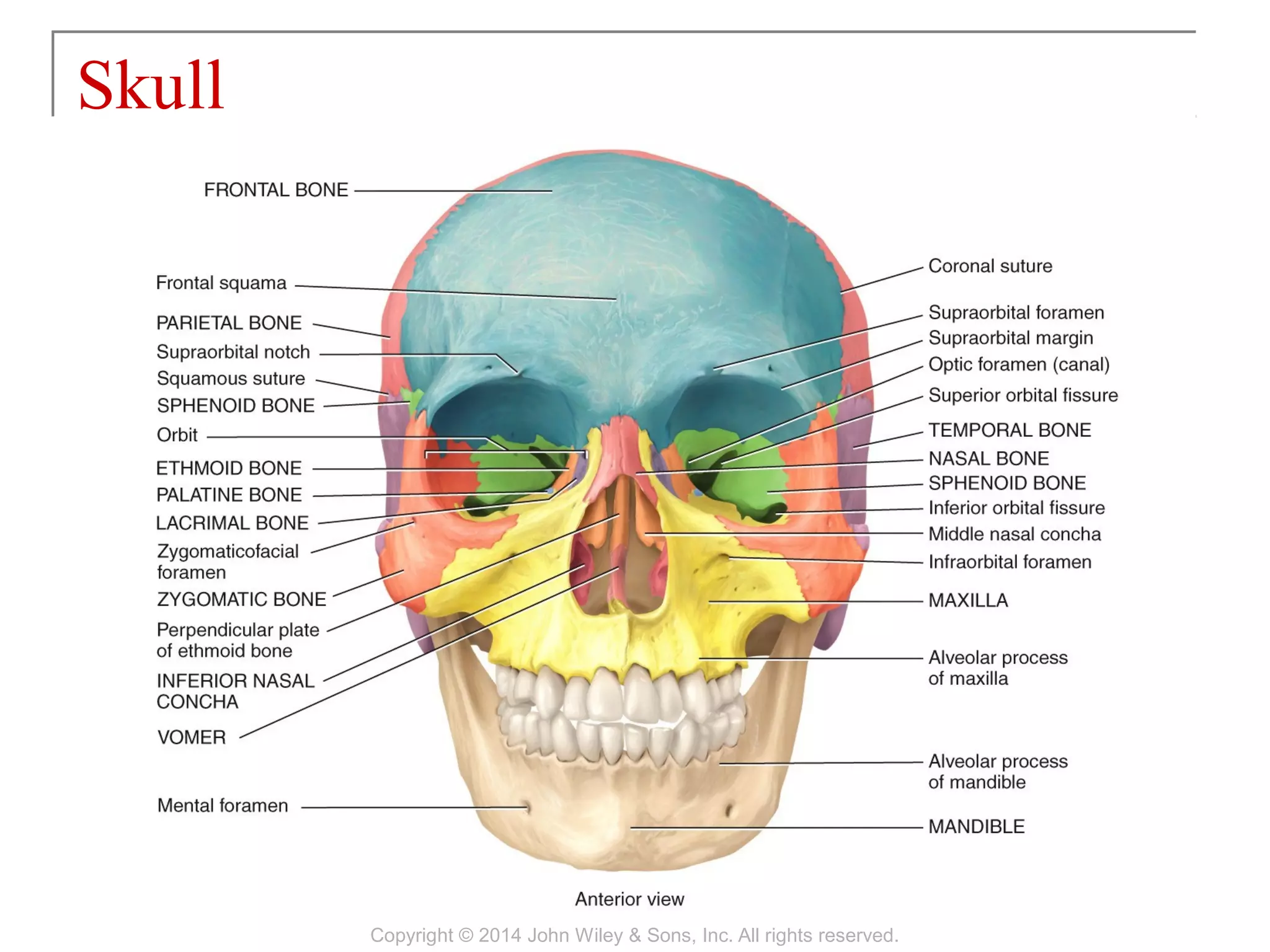 07 [chapter 7 the skeletal system the axial skeleton] | PPT