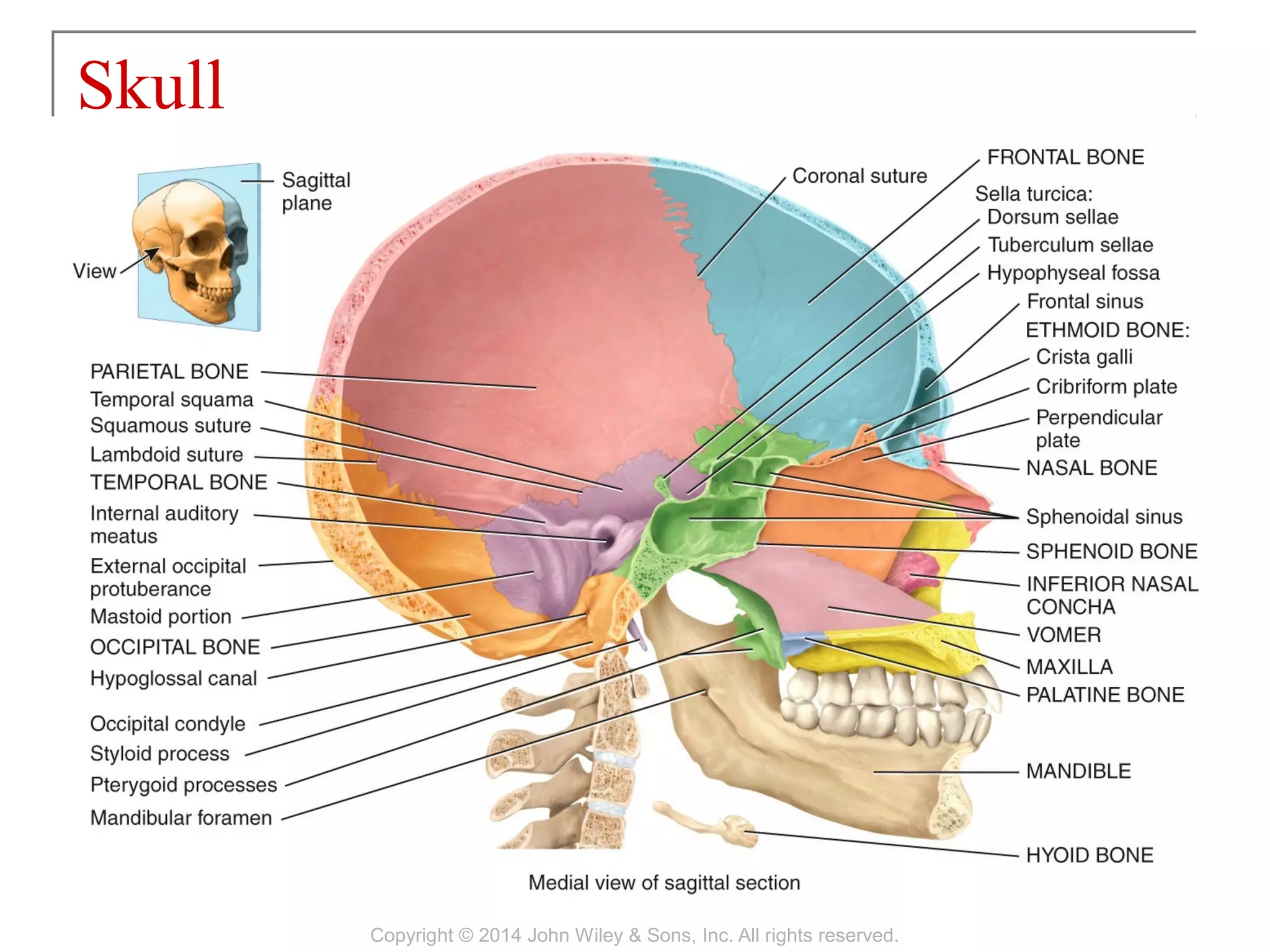 07 [chapter 7 the skeletal system the axial skeleton] | PPT
