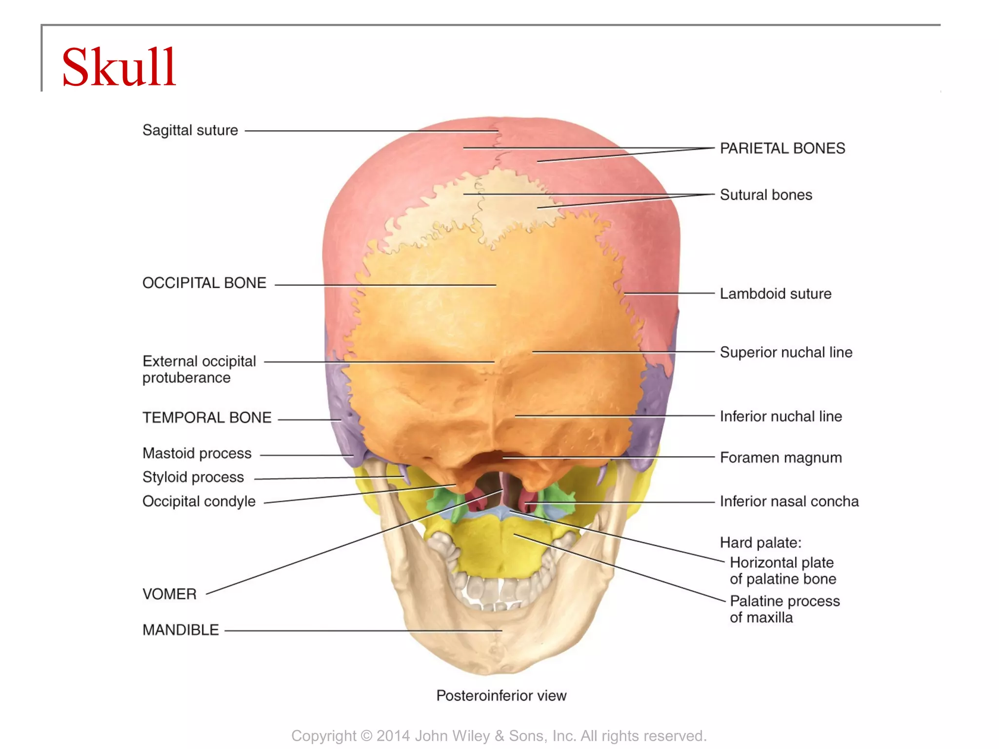 07 [chapter 7 the skeletal system the axial skeleton] | PPT