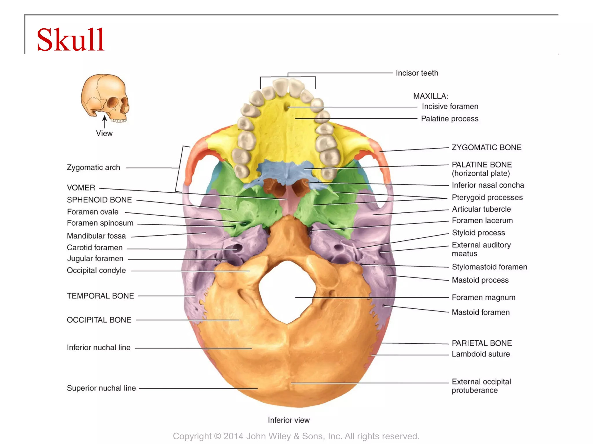 07 [chapter 7 the skeletal system the axial skeleton] | PPT