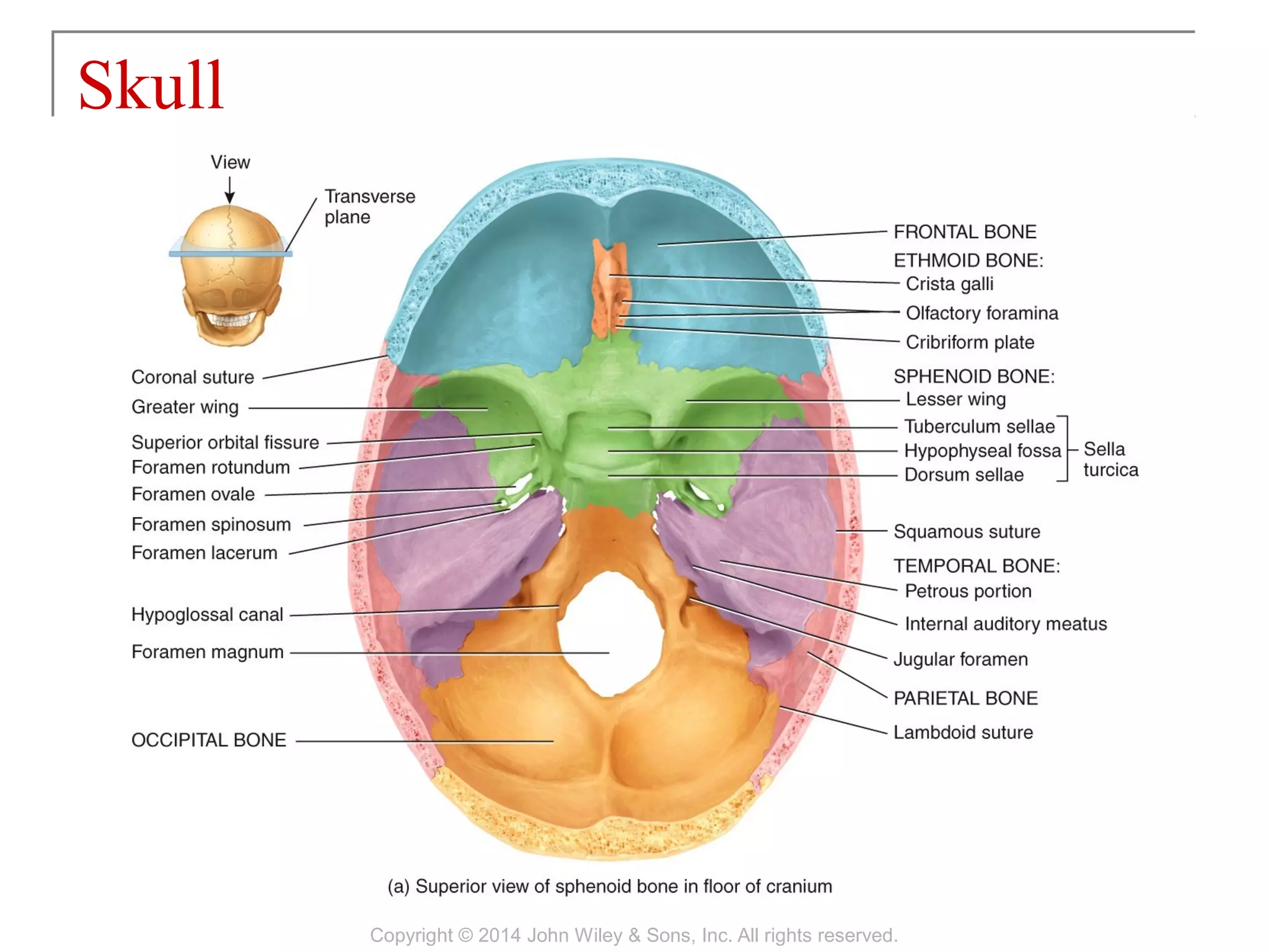 07 [chapter 7 the skeletal system the axial skeleton] | PPT