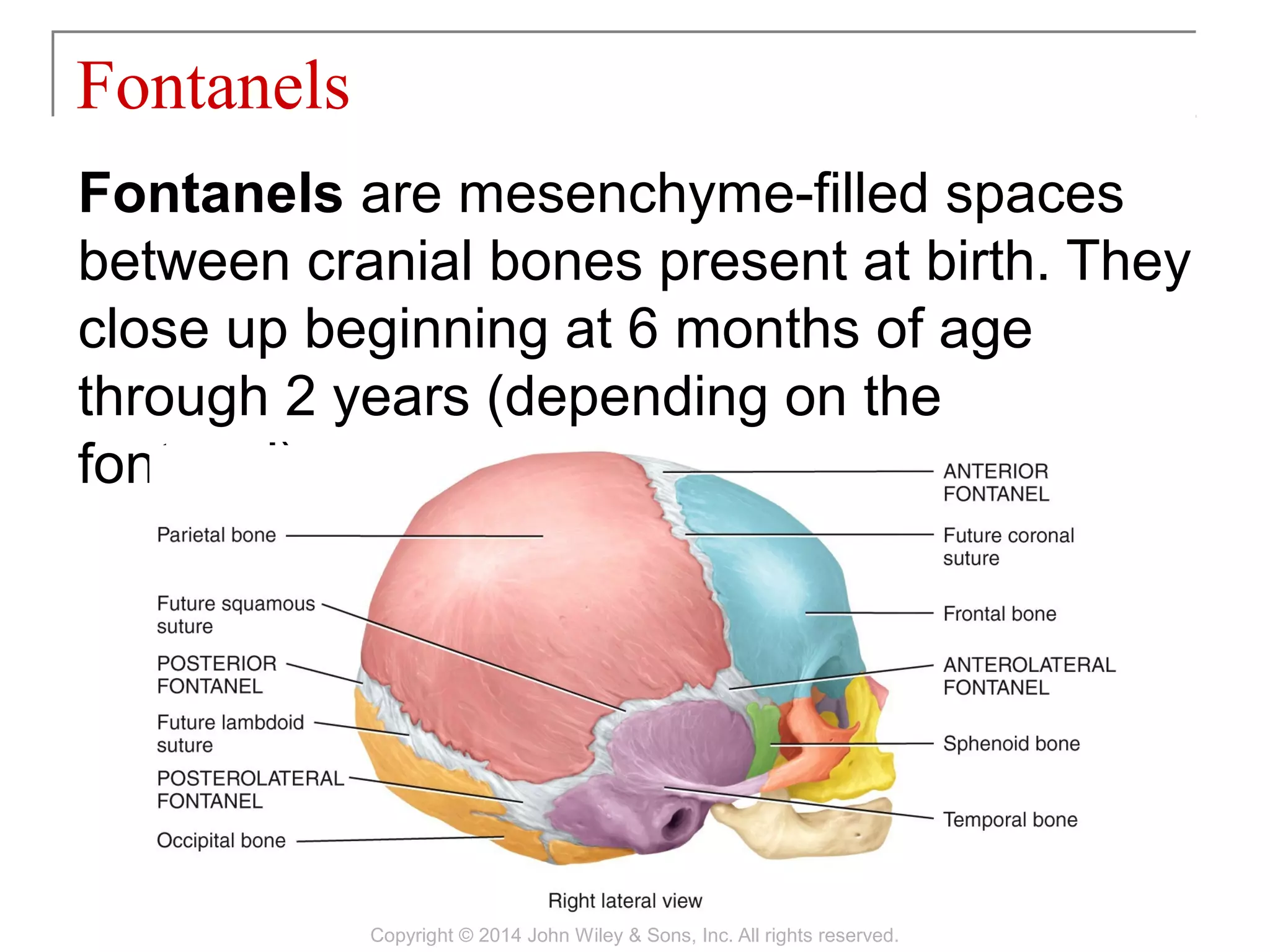07 [chapter 7 the skeletal system the axial skeleton] | PPT