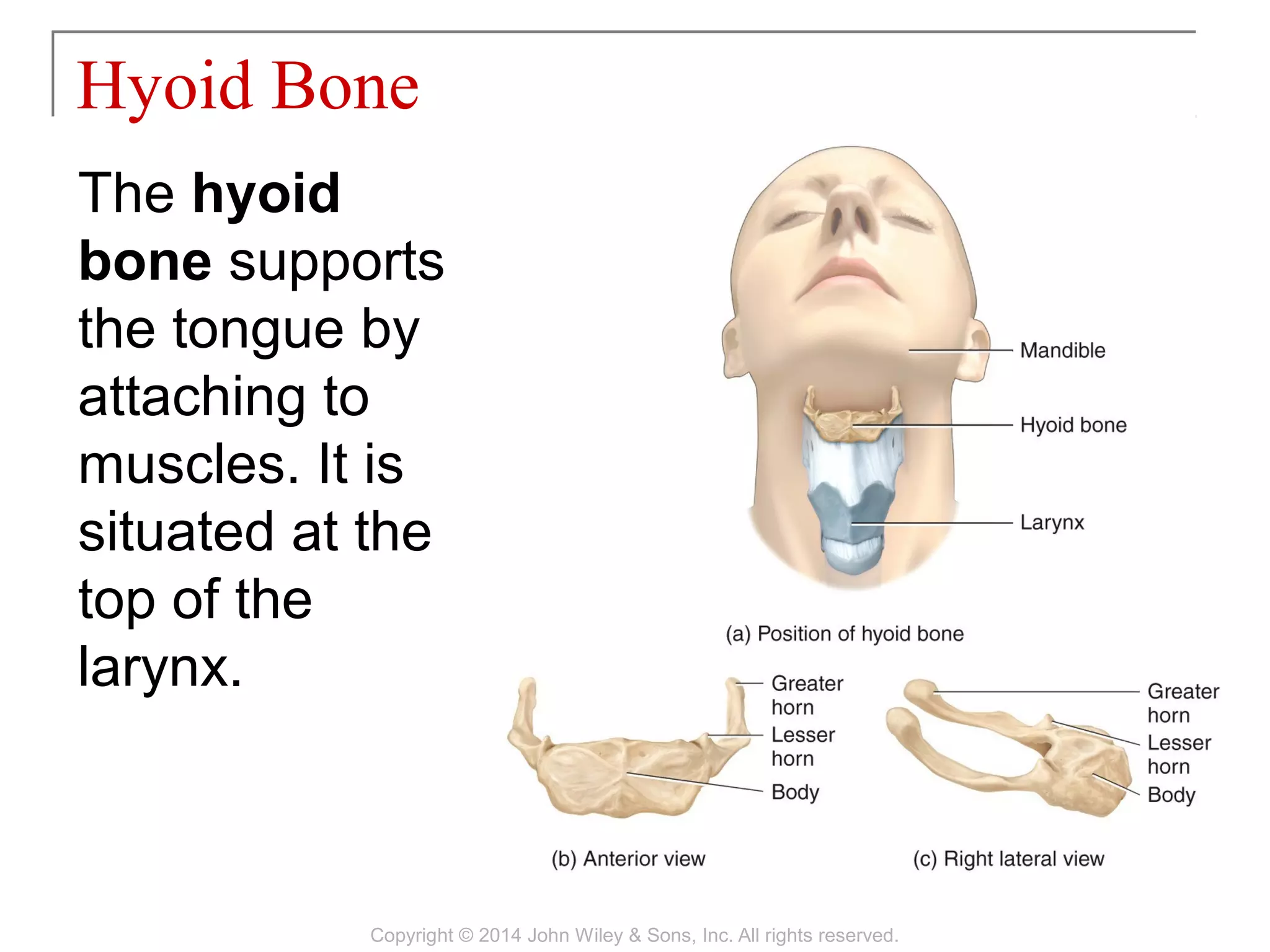 07 [chapter 7 the skeletal system the axial skeleton] | PPT
