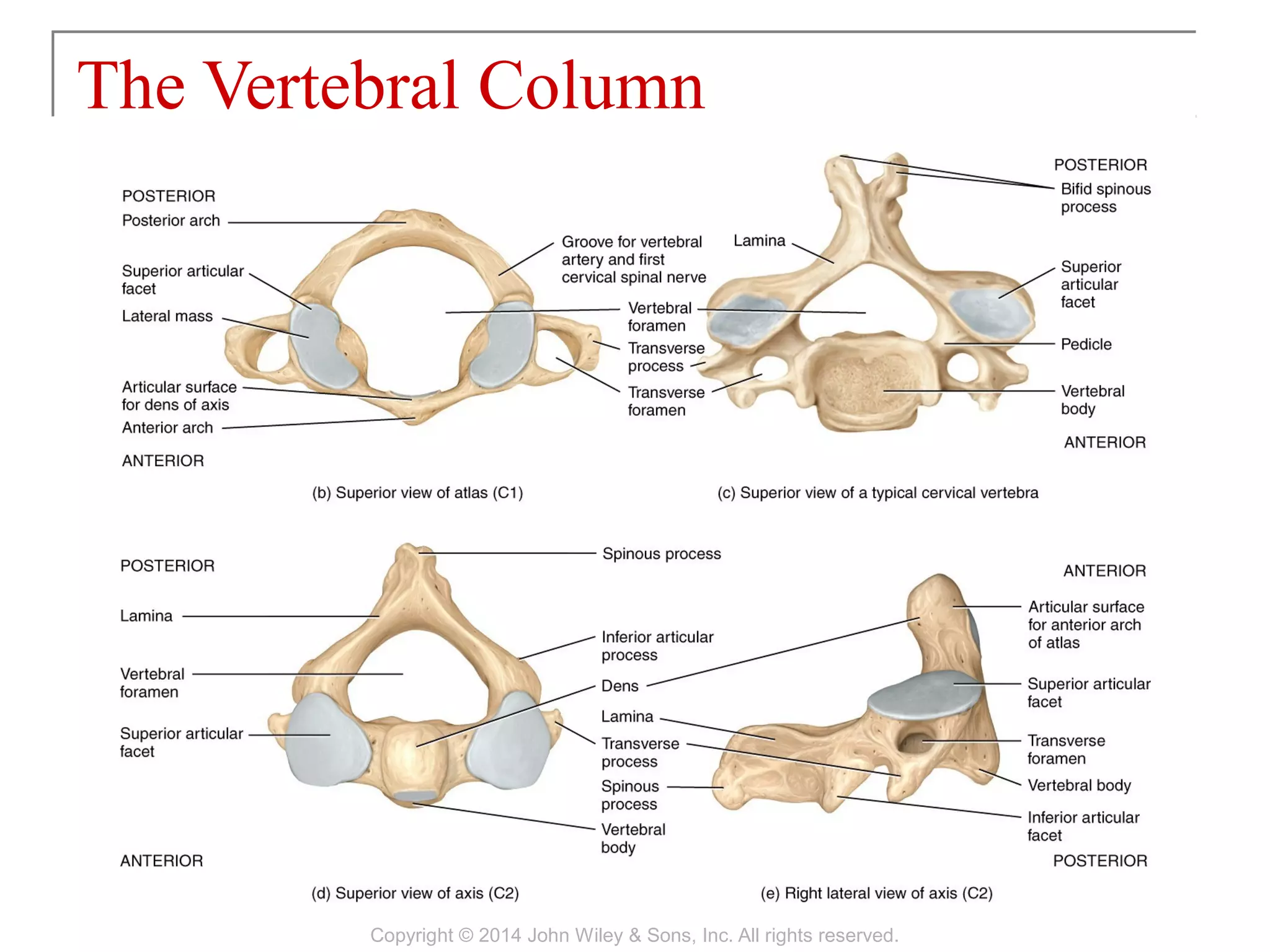 07 [chapter 7 the skeletal system the axial skeleton] | PPT