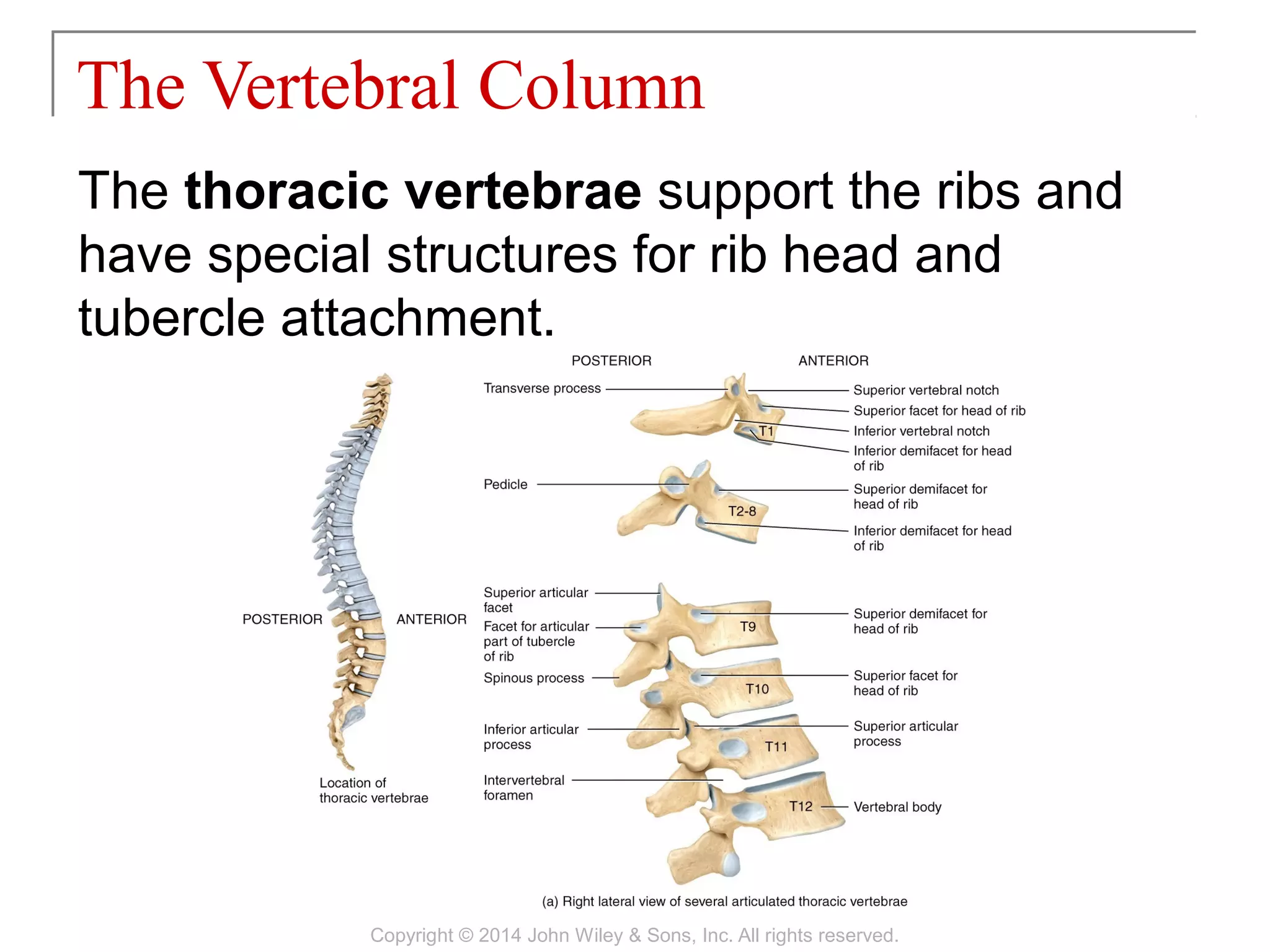07 [chapter 7 the skeletal system the axial skeleton] | PPT