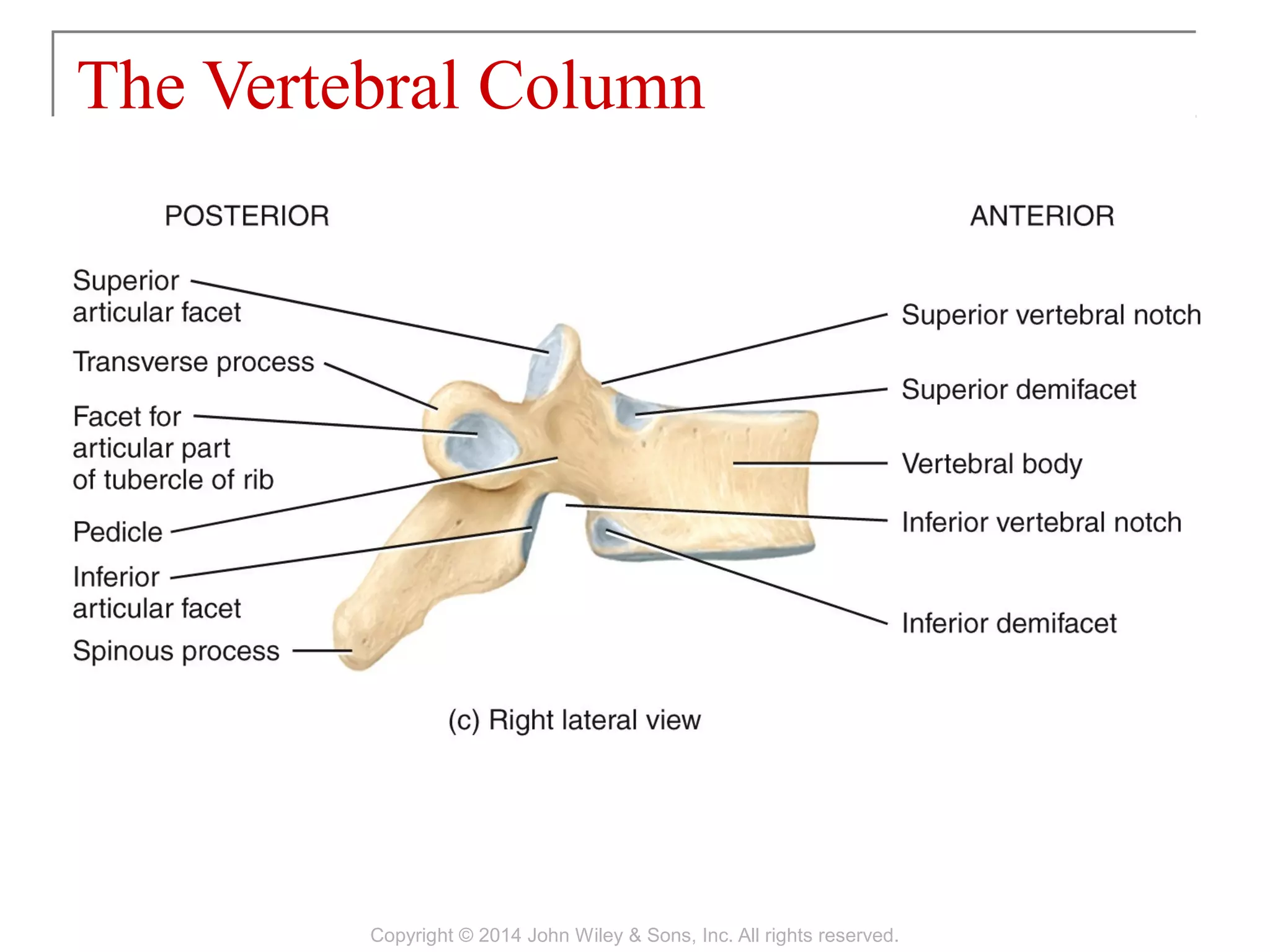 07 [chapter 7 the skeletal system the axial skeleton] | PPT