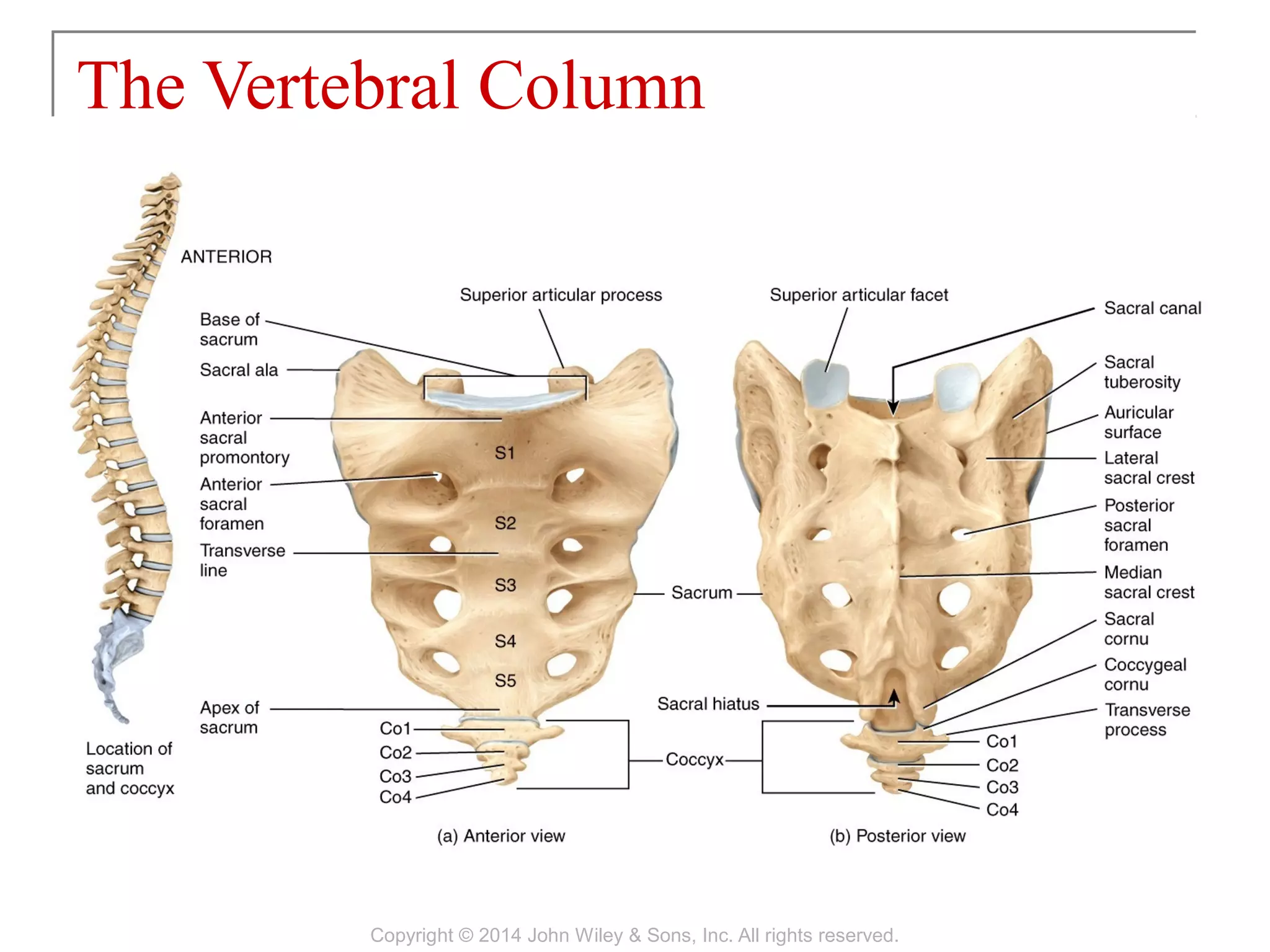 07 [chapter 7 the skeletal system the axial skeleton] | PPT