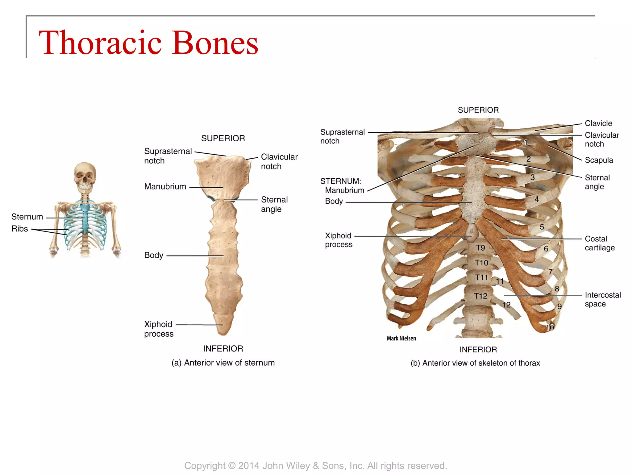 07 [chapter 7 the skeletal system the axial skeleton] | PPT