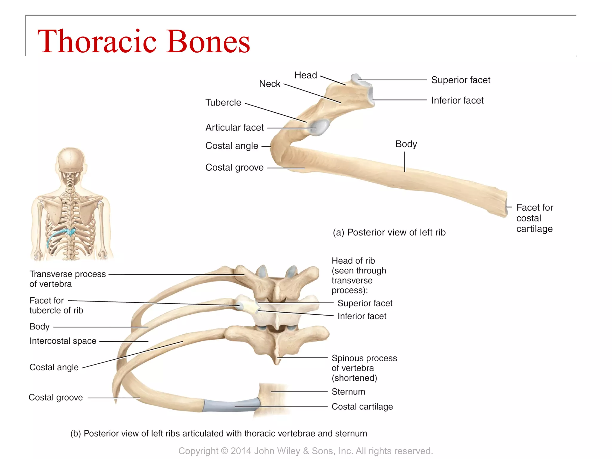 07 [chapter 7 the skeletal system the axial skeleton] | PPT