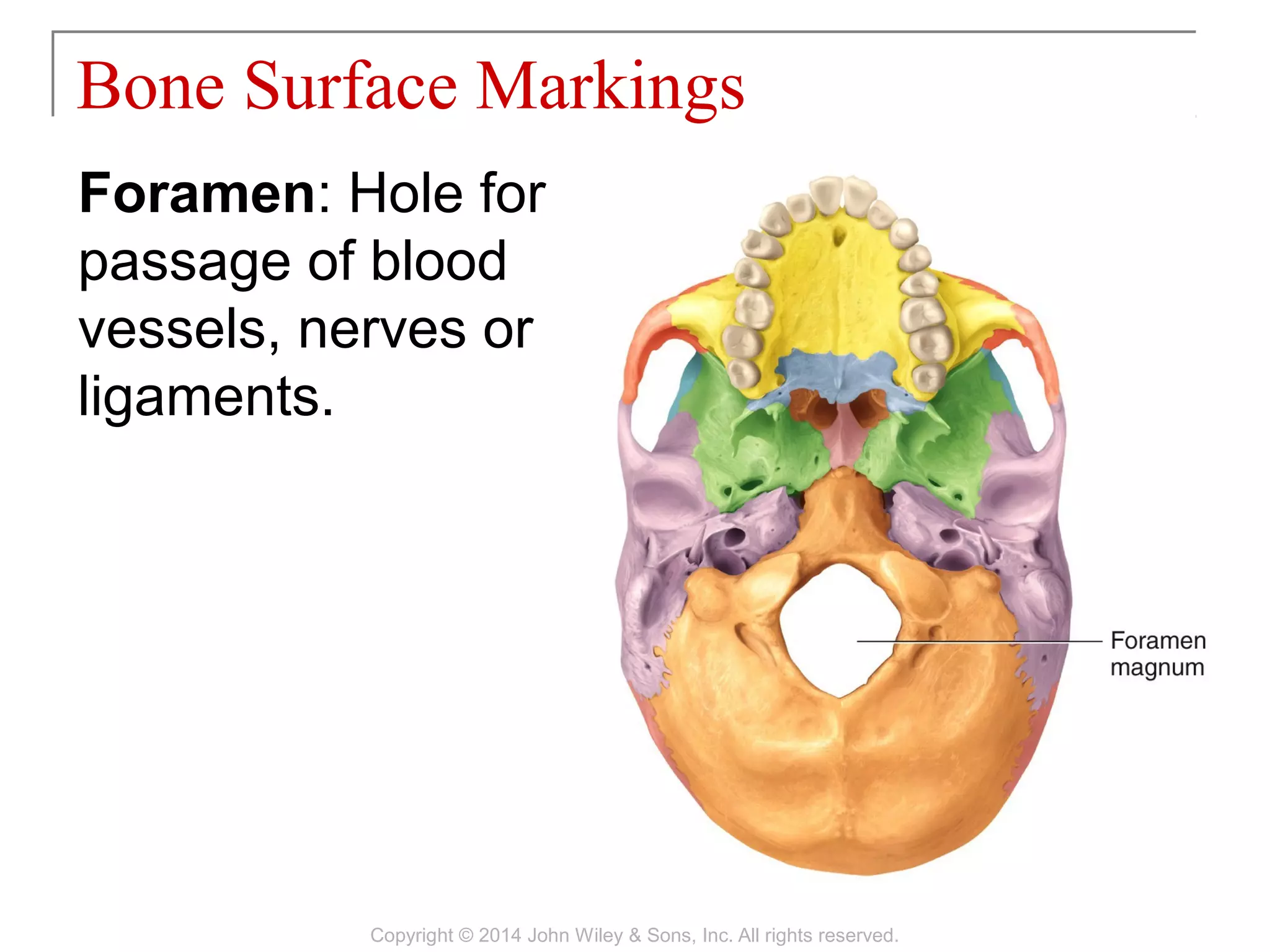 07 [chapter 7 the skeletal system the axial skeleton] | PPT