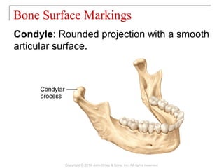 07 [chapter 7 the skeletal system the axial skeleton] | PPT