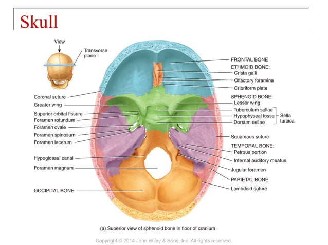 07 [chapter 7 the skeletal system the axial skeleton] | PPT | Death, Injury, or Military ...