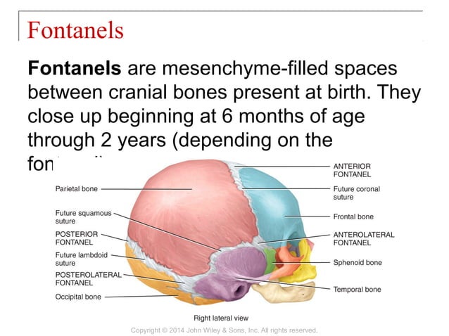 07 [chapter 7 the skeletal system the axial skeleton] | PPT | Death, Injury, or Military ...