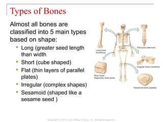07 [chapter 7 the skeletal system the axial skeleton] | PPT