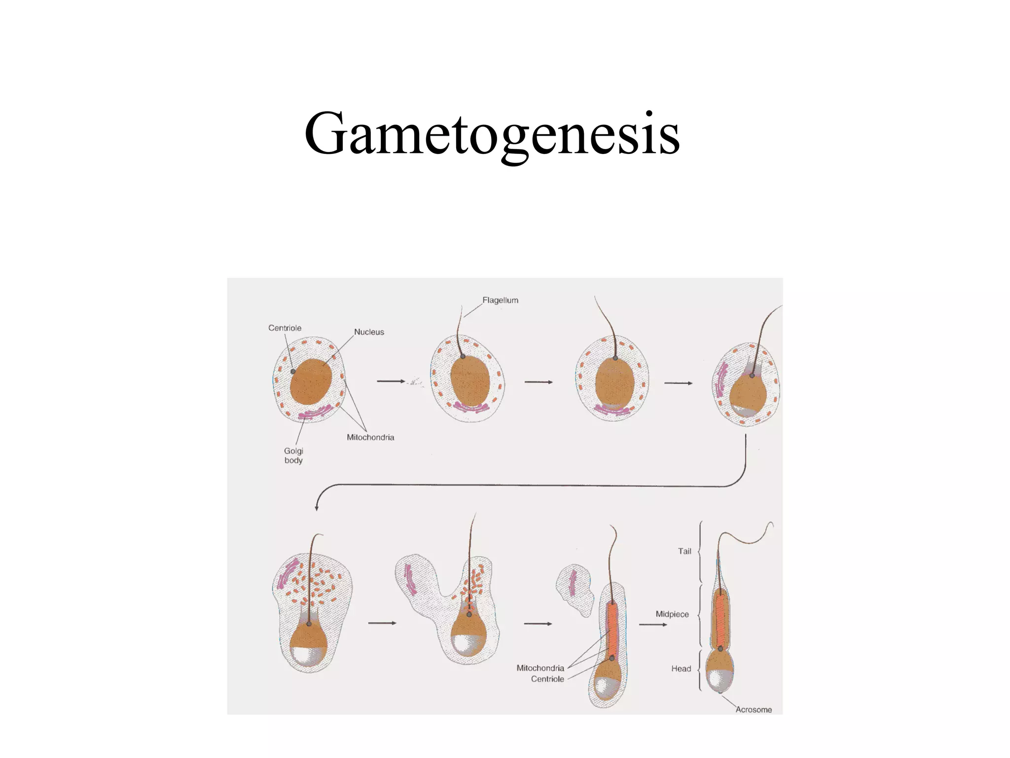 07 gametogenesis n fertilization | PPT