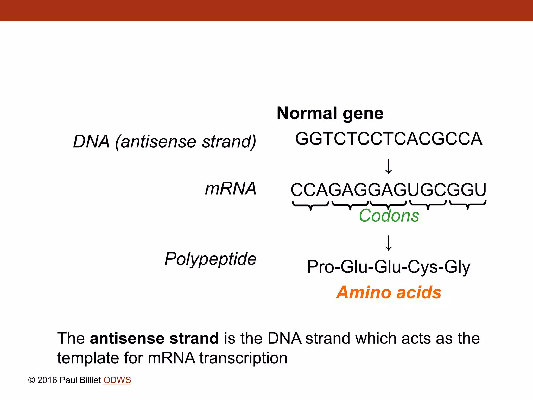 GENE MUTATIONS.ppt