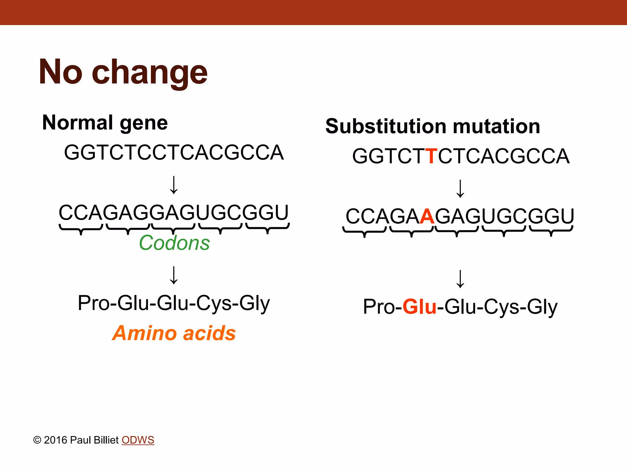 GENE MUTATIONS.ppt