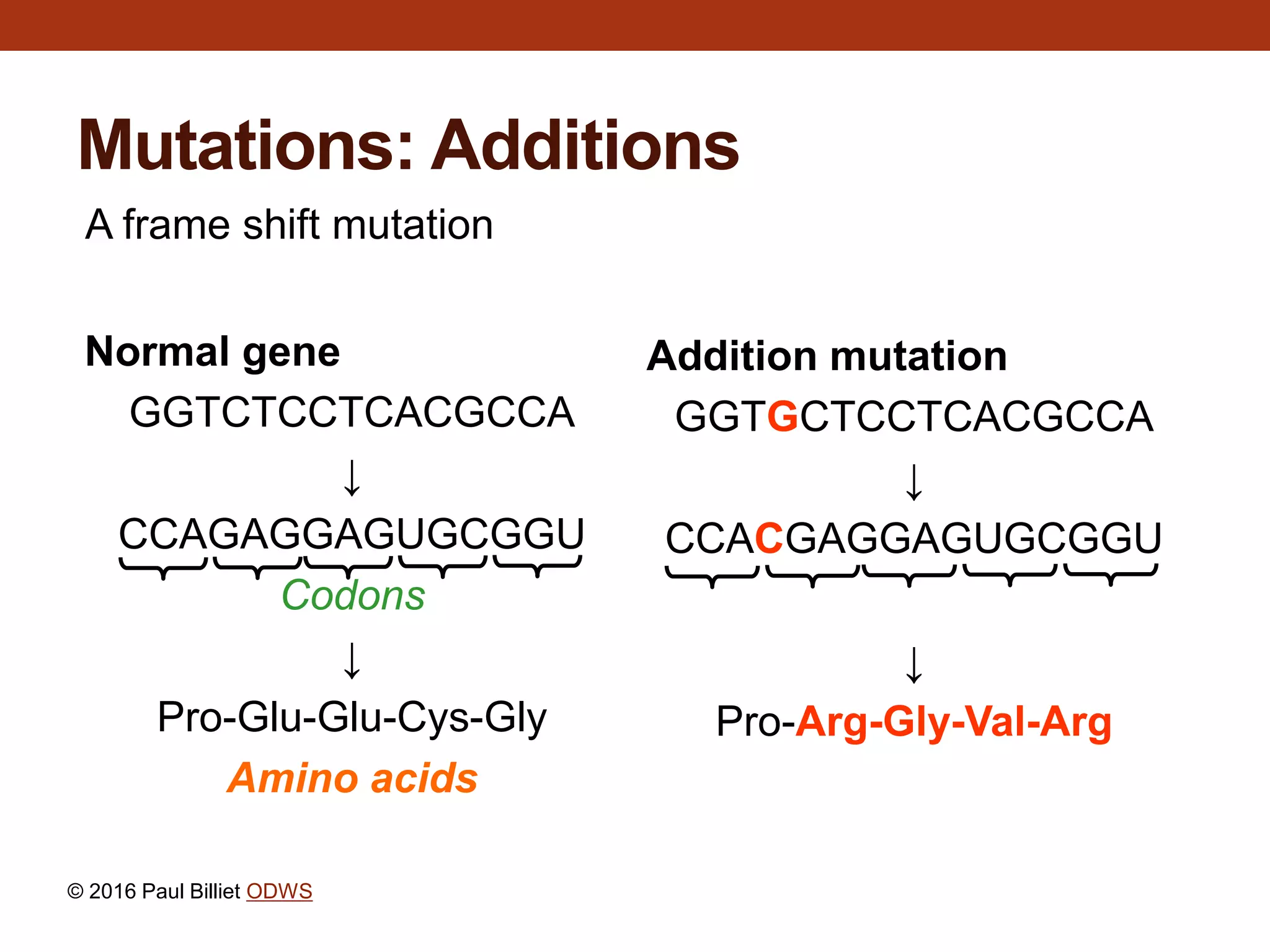 GENE MUTATIONS.ppt