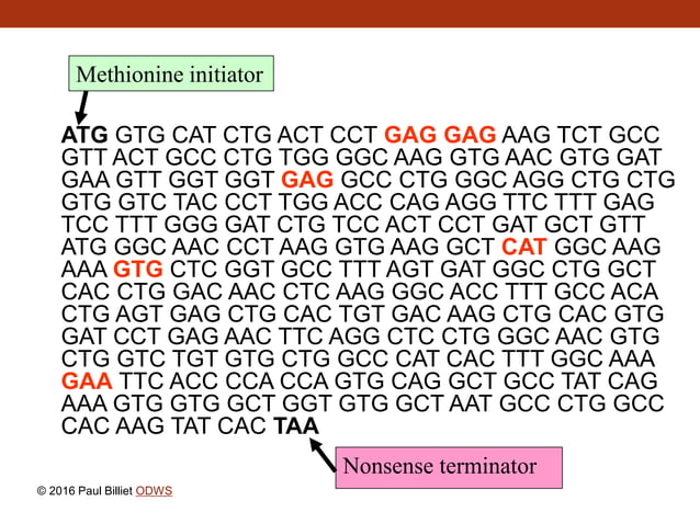 GENE MUTATIONS.ppt