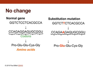 GENE MUTATIONS.ppt