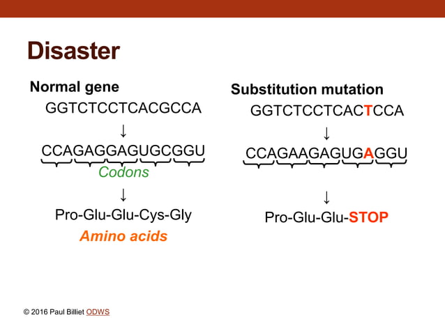 GENE MUTATIONS.ppt