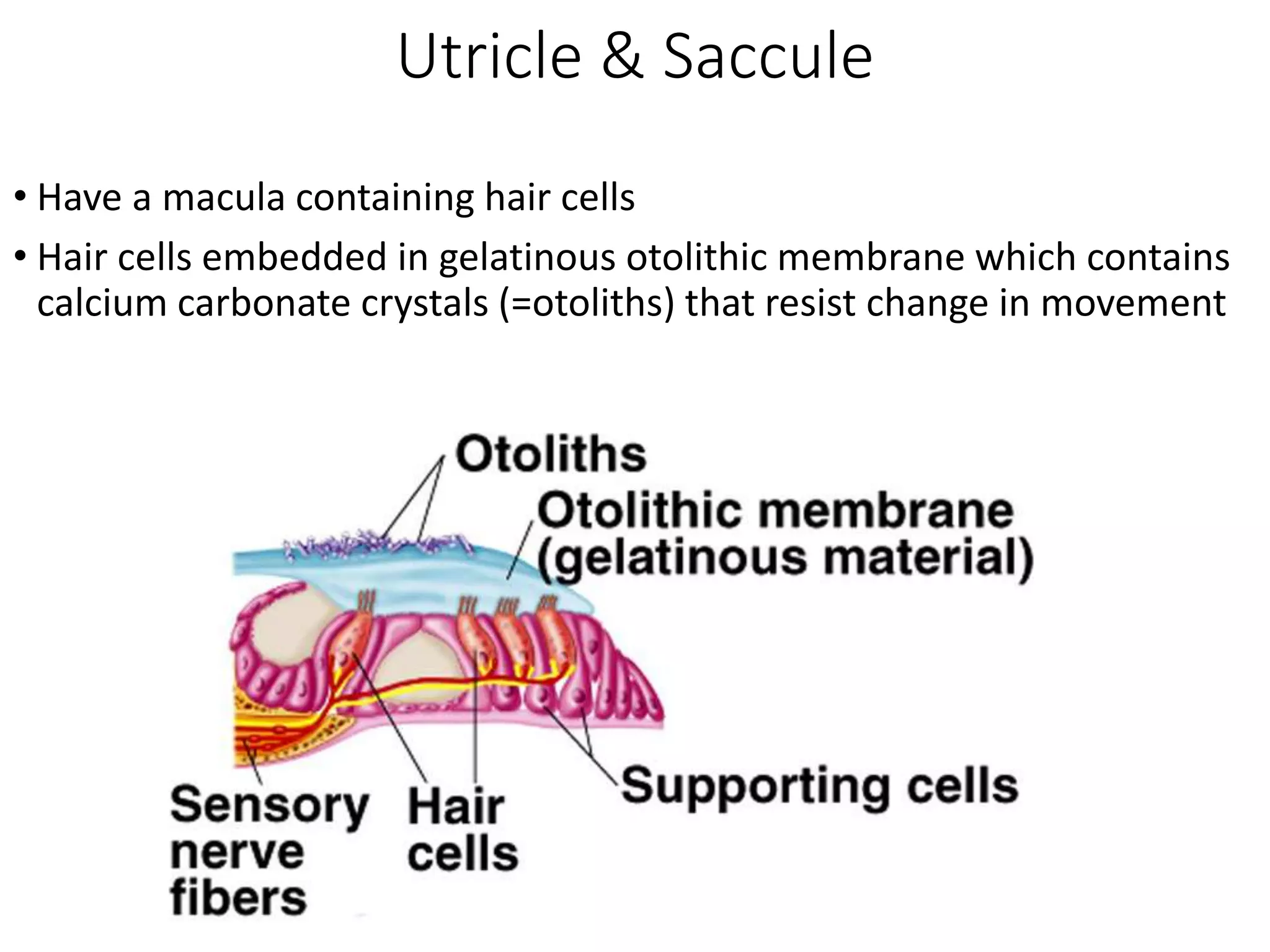 Hearing and Balance.ppt