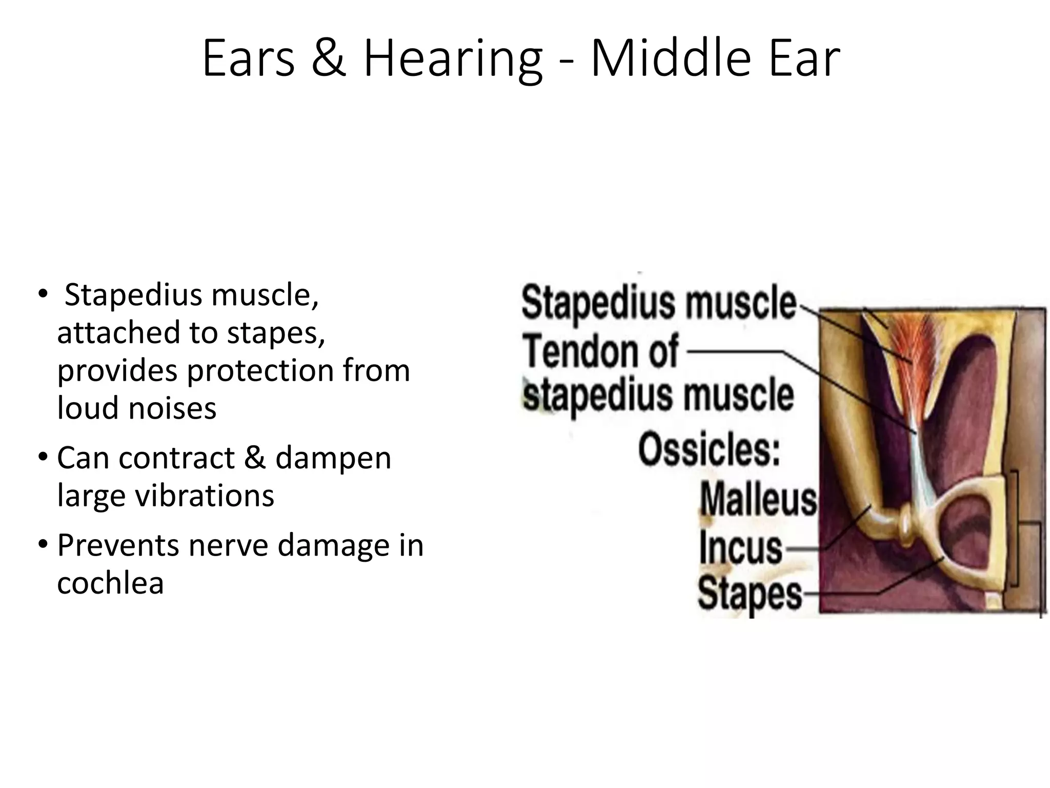 Hearing and Balance.ppt