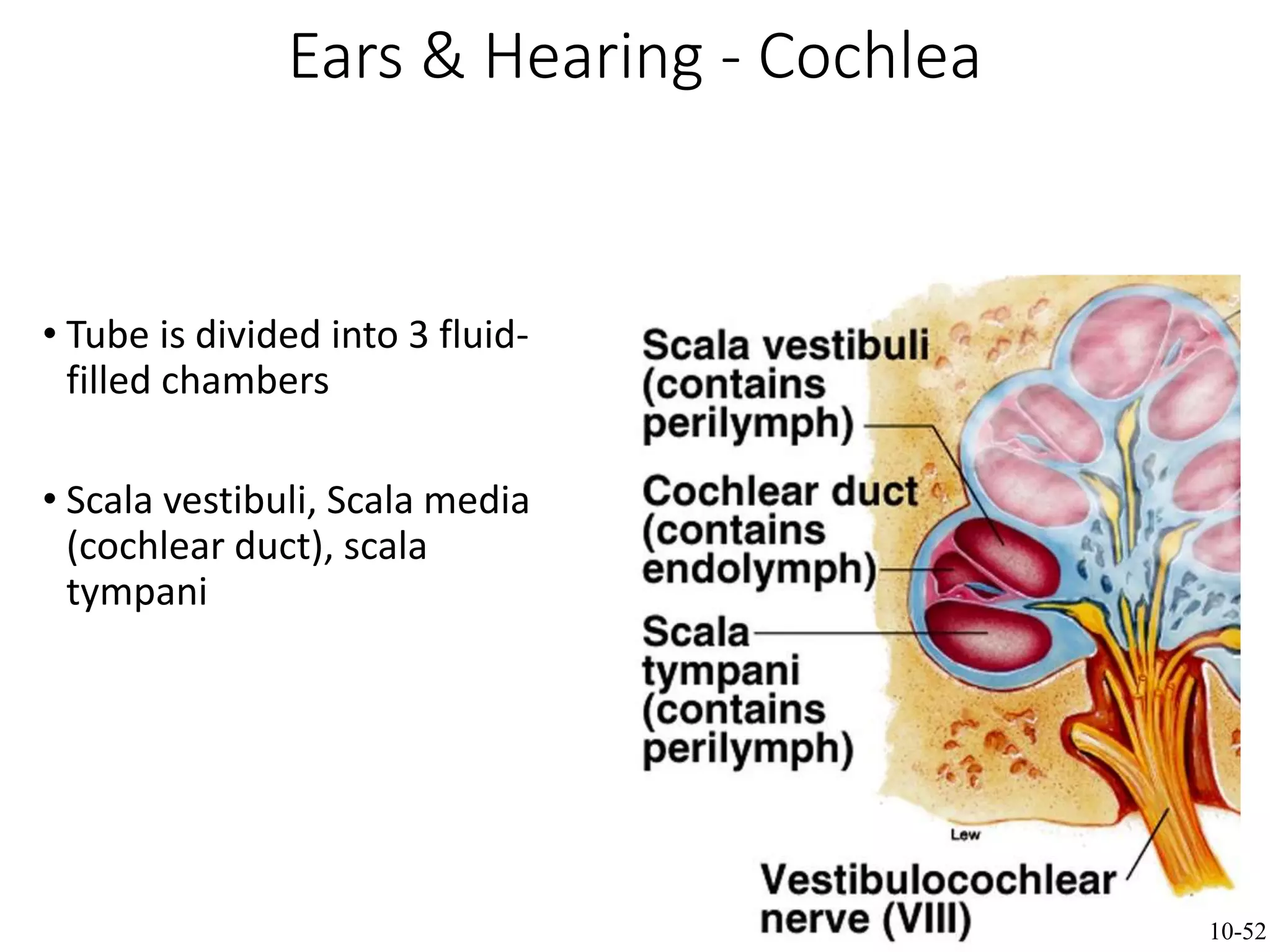 Hearing and Balance.ppt