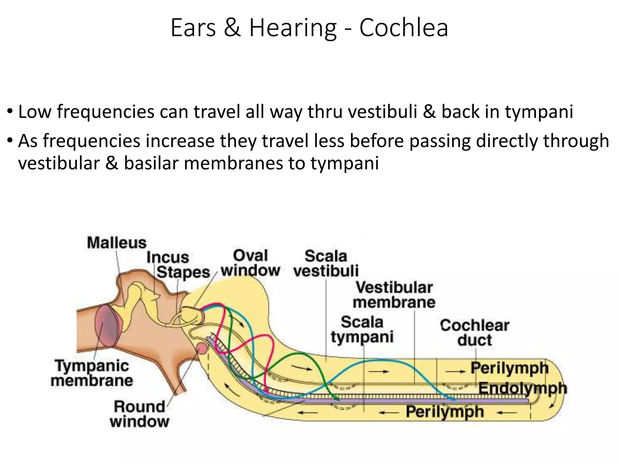 Hearing and Balance.ppt