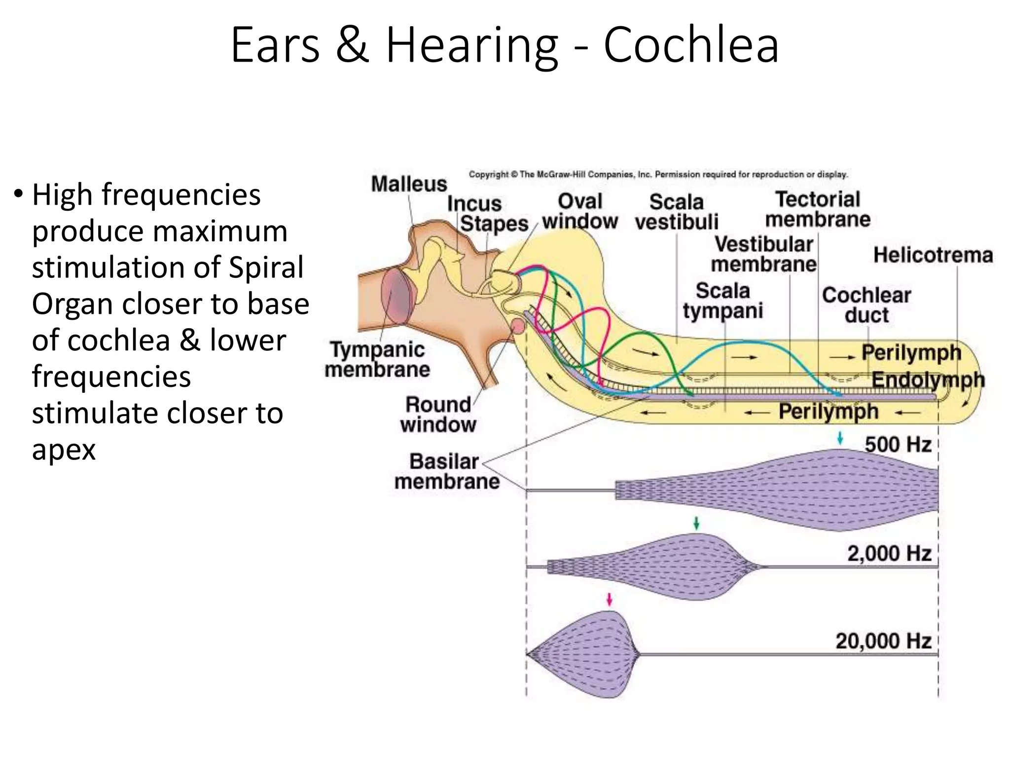 Hearing and Balance.ppt