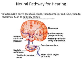 Hearing and Balance.ppt
