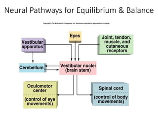 Hearing and Balance.ppt