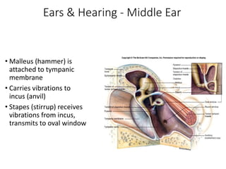 Hearing and Balance.ppt