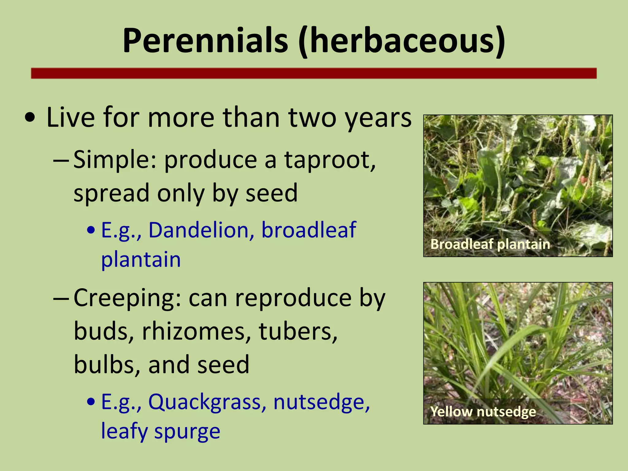 Introduction to Weed Science.pptx