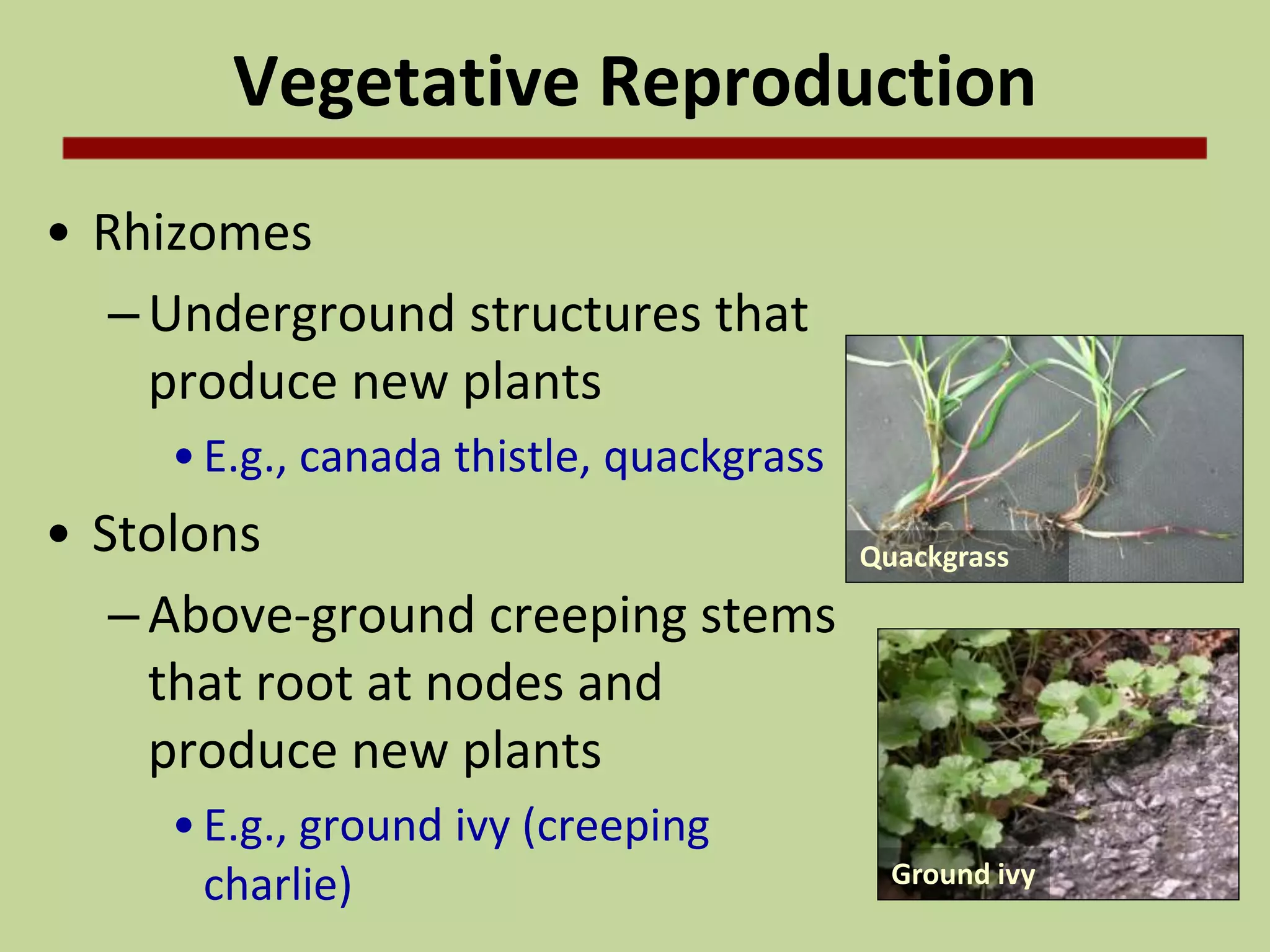 Introduction to Weed Science.pptx